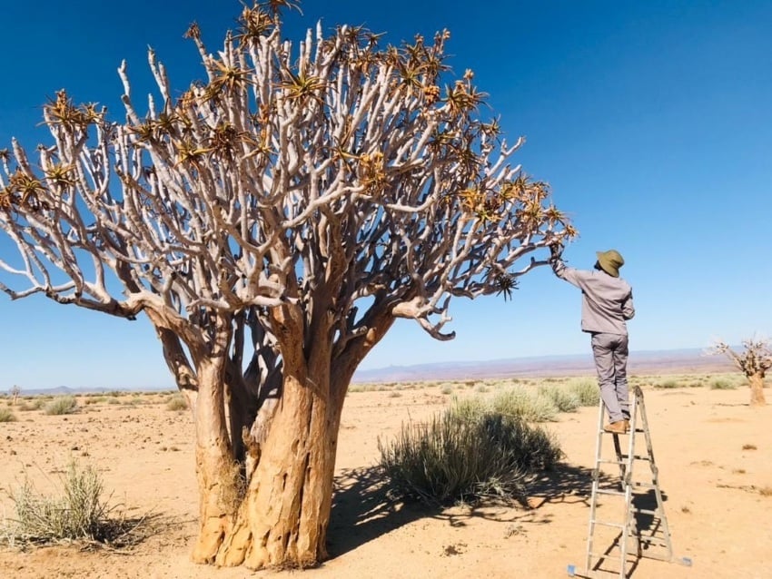 Restore the Land: Gondwana’s Ecological Restoration Initiatives