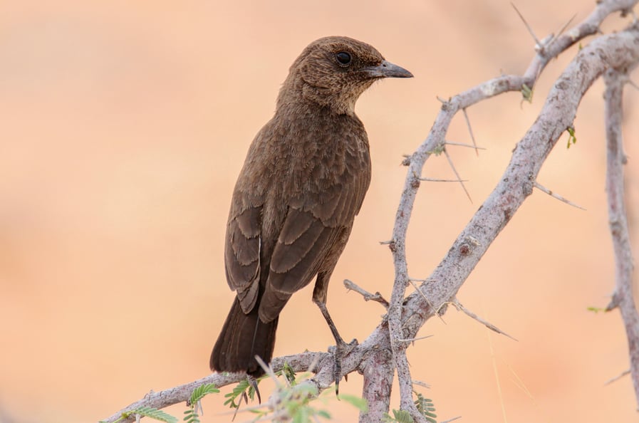 Birding in Namibia