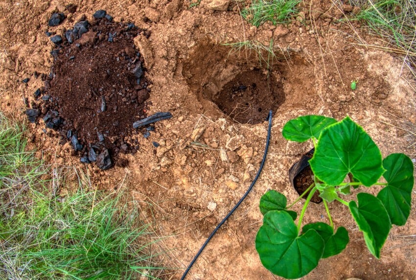 Gondwana Kiri Tree Project: Growing Returns, Naturally