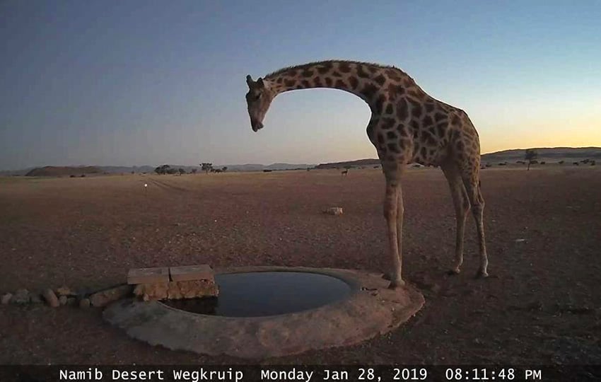 Gondwana's Namib webcam reaches over 200 000 subscribers