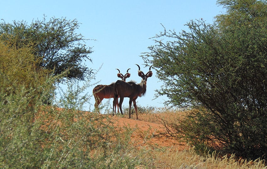 Taking Stock of Wildlife at Gondwana Kalahari Park