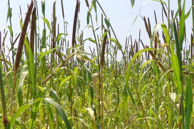 Mahangu - Manna of the north