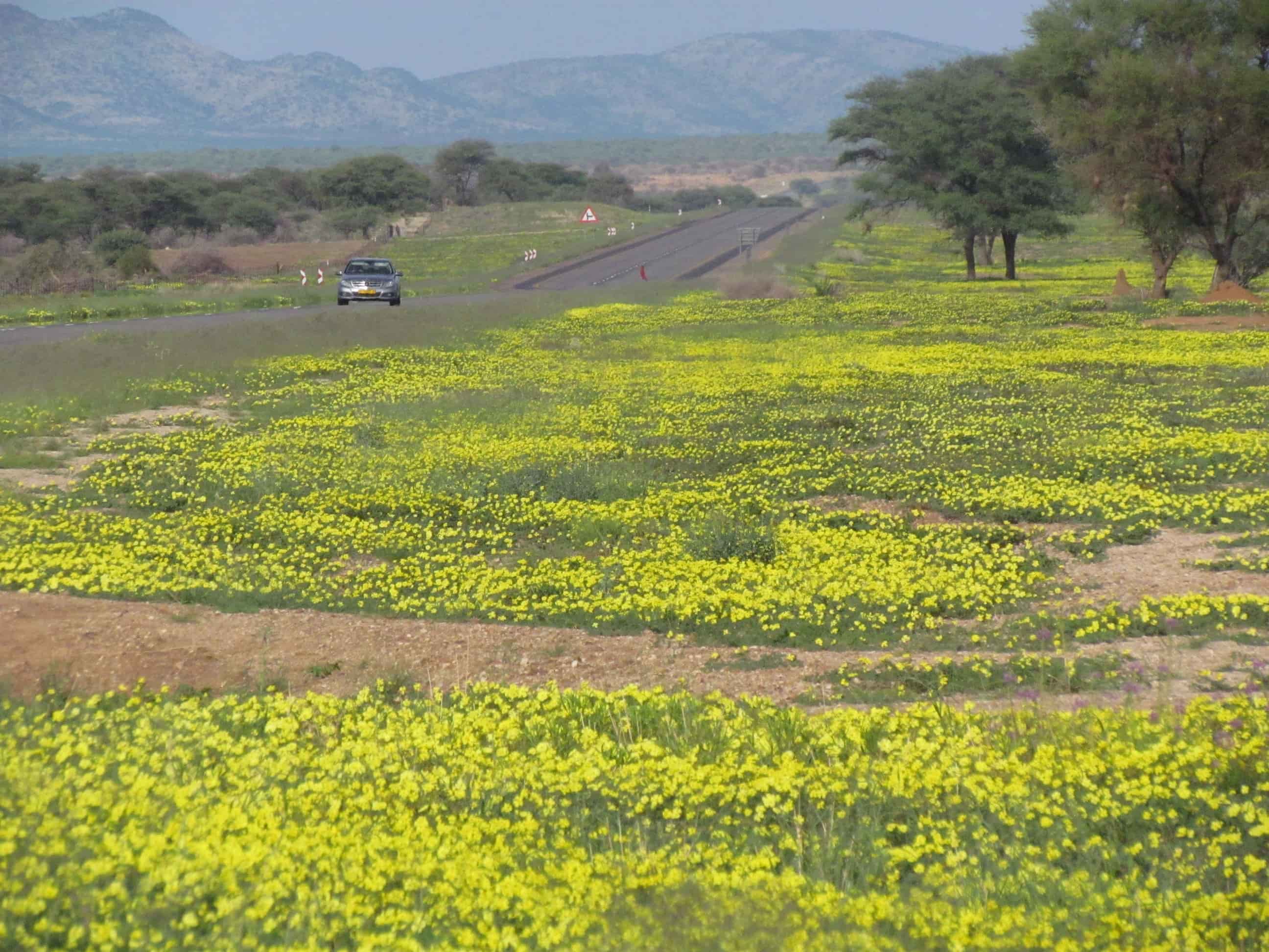 Have you experienced the bliss of rain in Namibia?