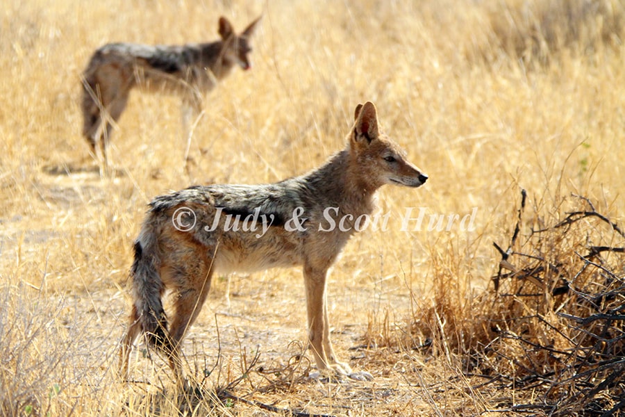 Why is the Jackal called a trickster?