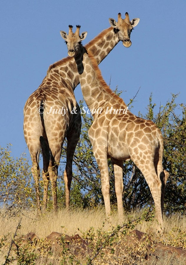 Namibia: The Giraffe - A different kind of Camel
