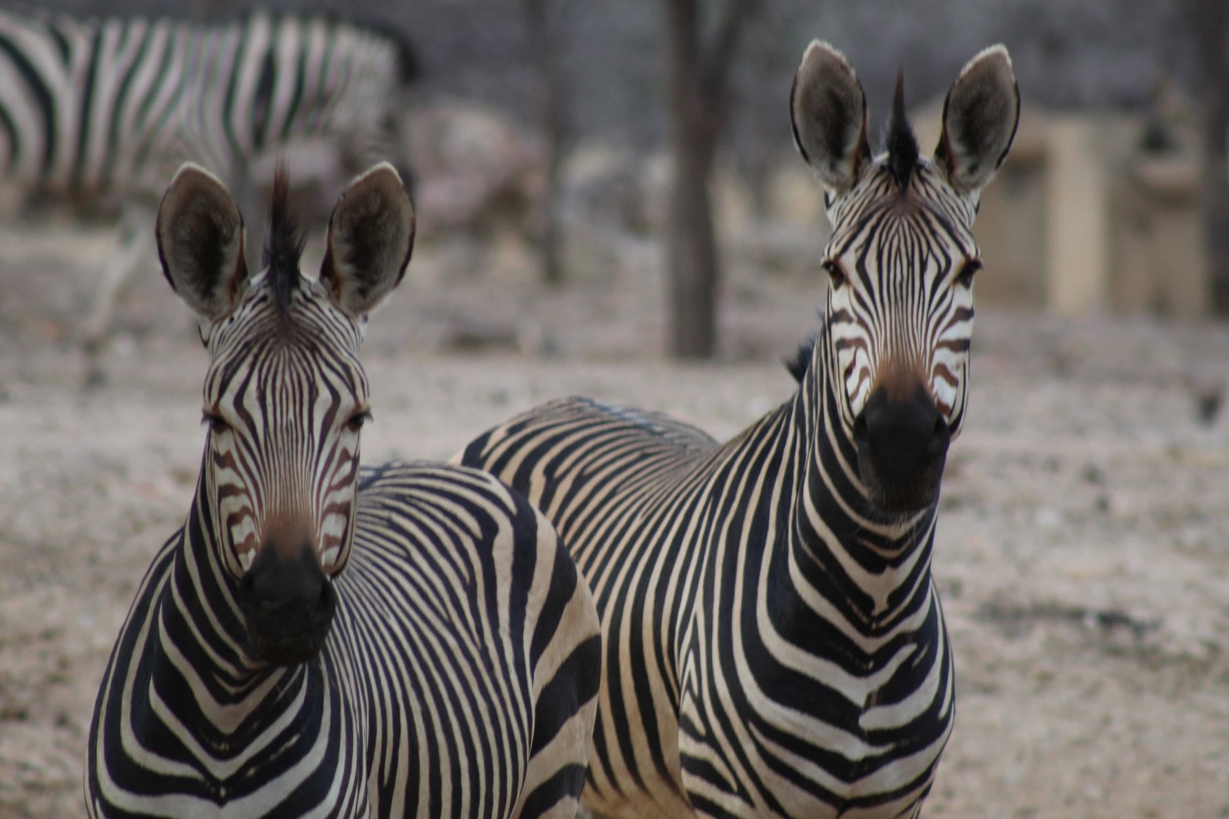 Namibian tales - Zebra - Pyjamas and other theories...