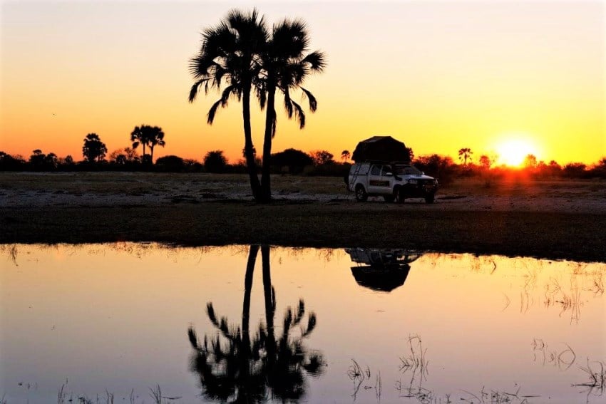 Is the Makalani Palm tree in Namibia really that useful?