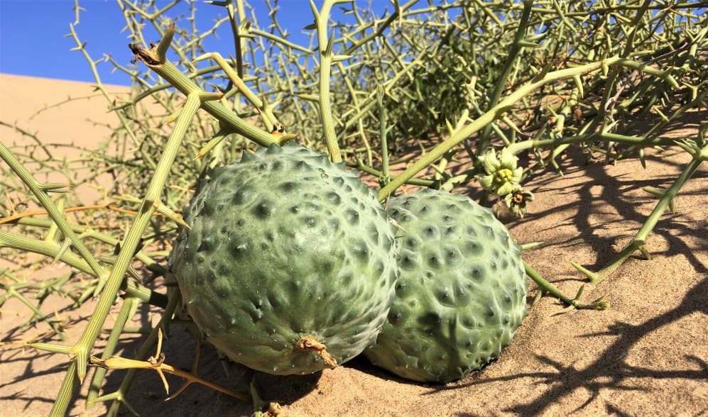 Uses of the !Nara plant in Namibia