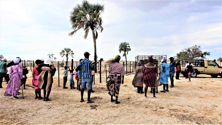 Is the Makalani Palm tree in Namibia really that useful?