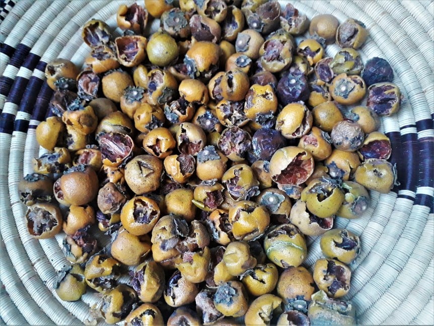 What makes a Jackalberry tree in Namibia so special?