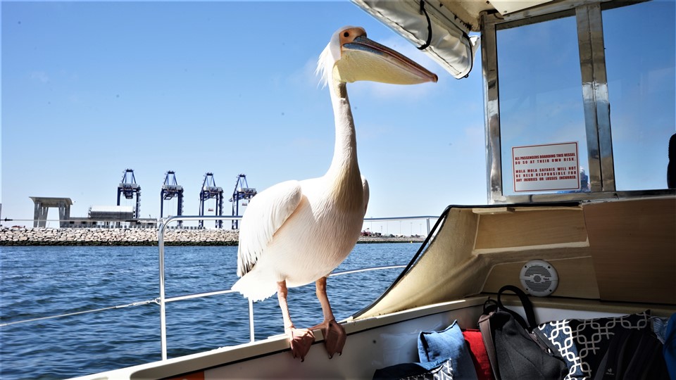 What things can I do this spring in Namibia?