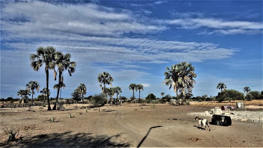 Is the Makalani Palm tree in Namibia really that useful?
