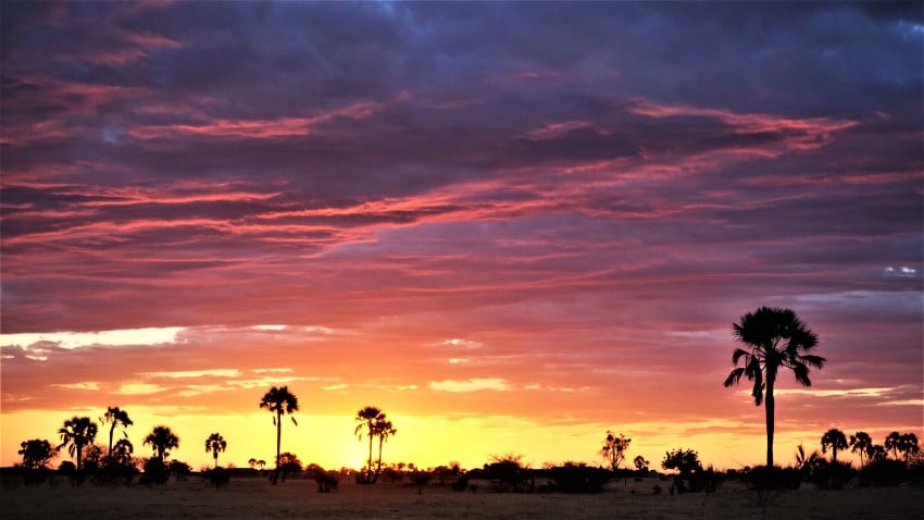Is the Makalani Palm tree in Namibia really that useful?