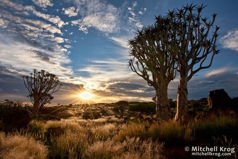 Where is the Quiver Tree Forest in Namibia?