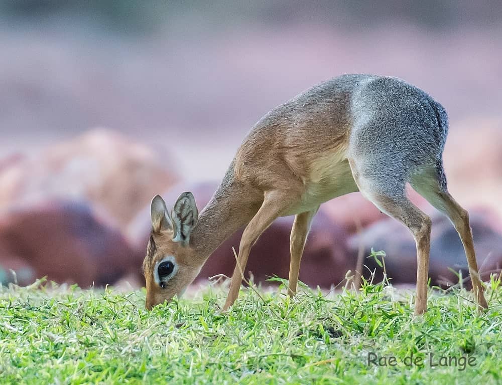 20 reasons why Namibia is a one stop destination where you can ...