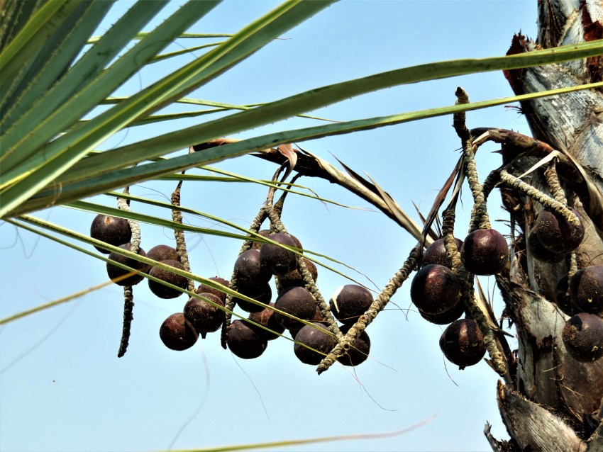 Is the Makalani Palm tree in Namibia really that useful?