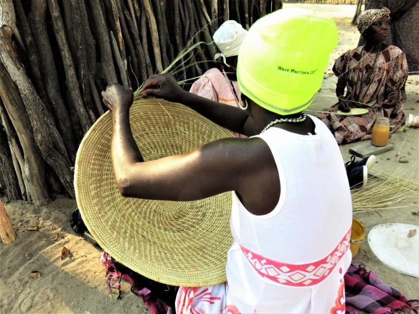Is the Makalani Palm tree in Namibia really that useful?