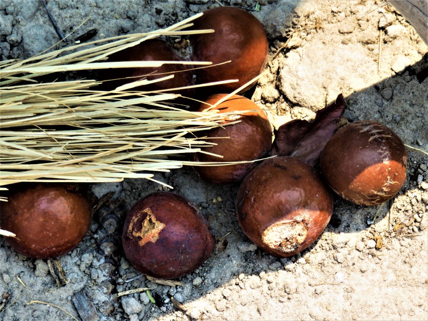 Is the Makalani Palm tree in Namibia really that useful?