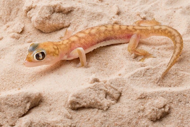 Why does the Namib Sand Gecko have webbed feet?