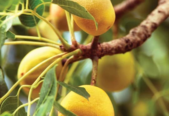 The inside secrets of trees in Namibia