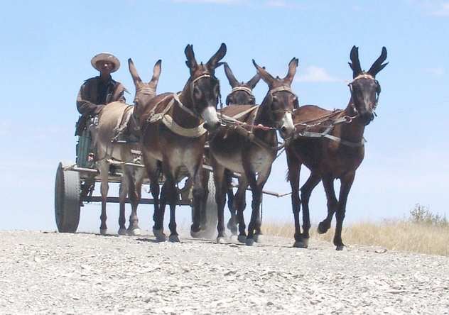 Donkey carts: The 4x4s of rural Namibia