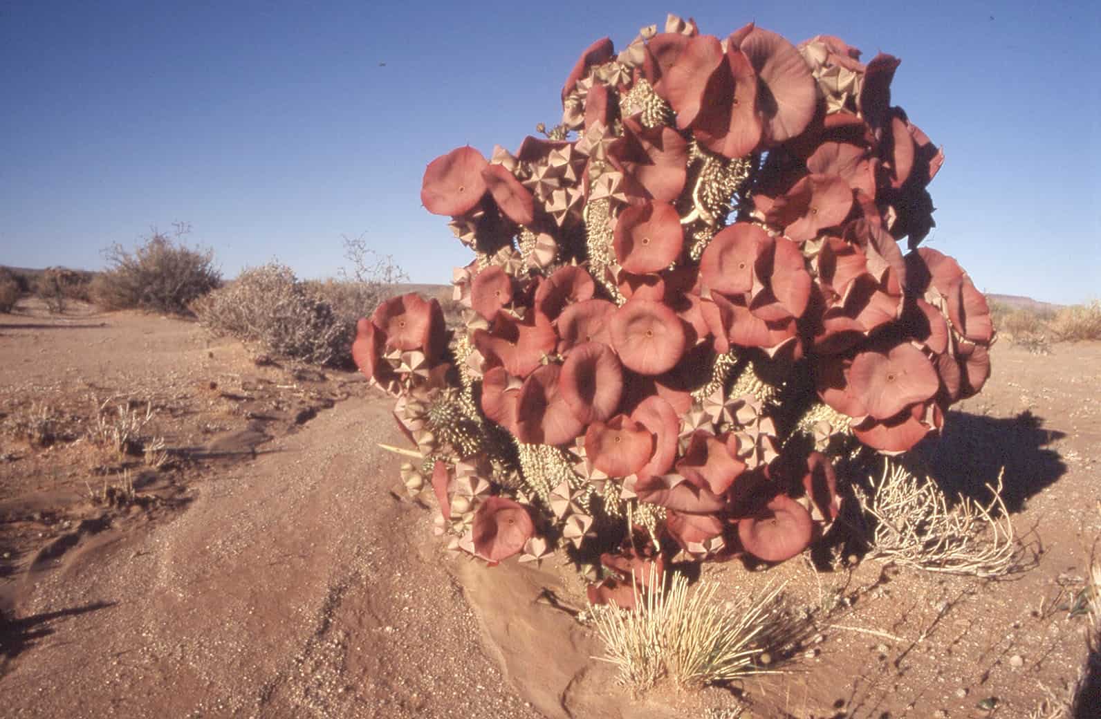 Hoodia - Hardy Plant of the Desert
