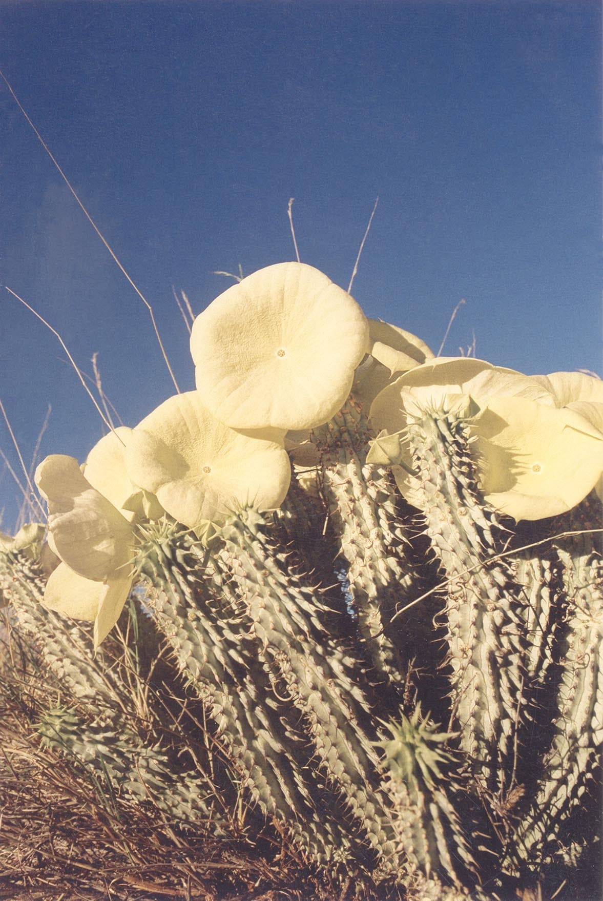 Hoodia - Hardy Plant of the Desert