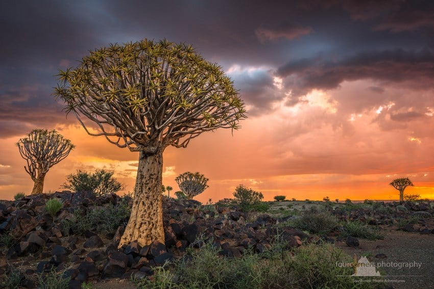 Where is the Quiver Tree Forest in Namibia?
