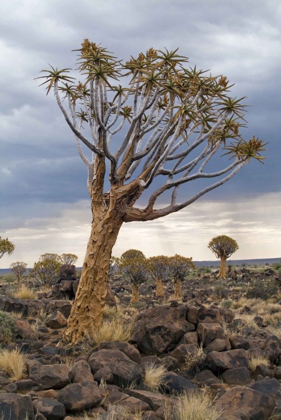 Where is the Quiver Tree Forest in Namibia?