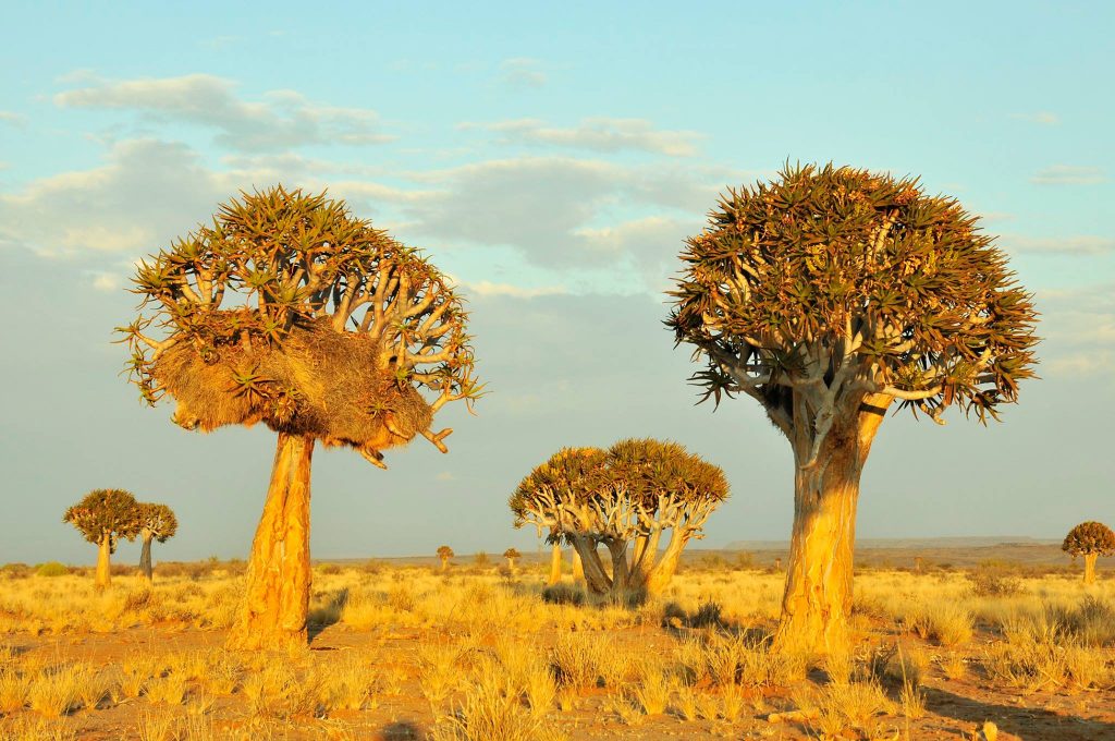 The inside secrets of trees in Namibia
