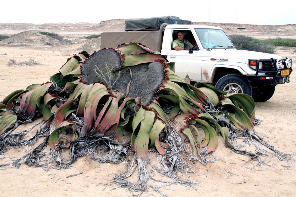 Welwitschia mirabilis - A Botanical Wonder