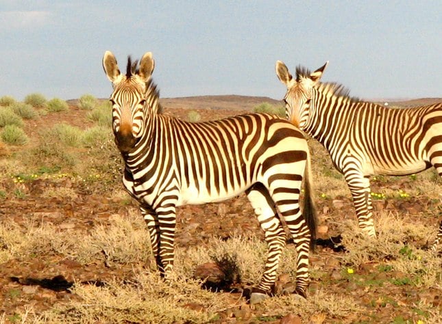 Zebra - Distinguishing the two Z’s
