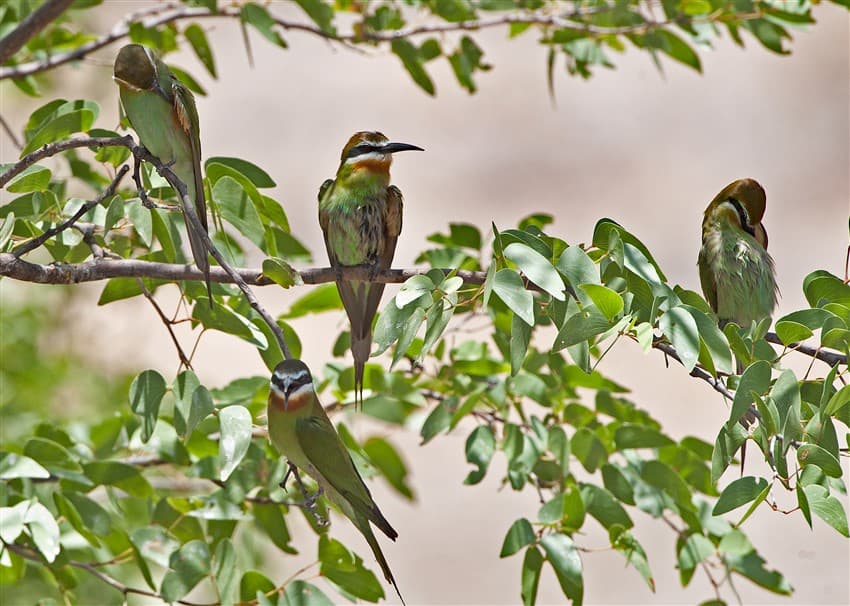 Damara Mopane Lodge in Namibia