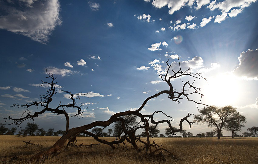 Green Season Special - Gondwana Card Promotion