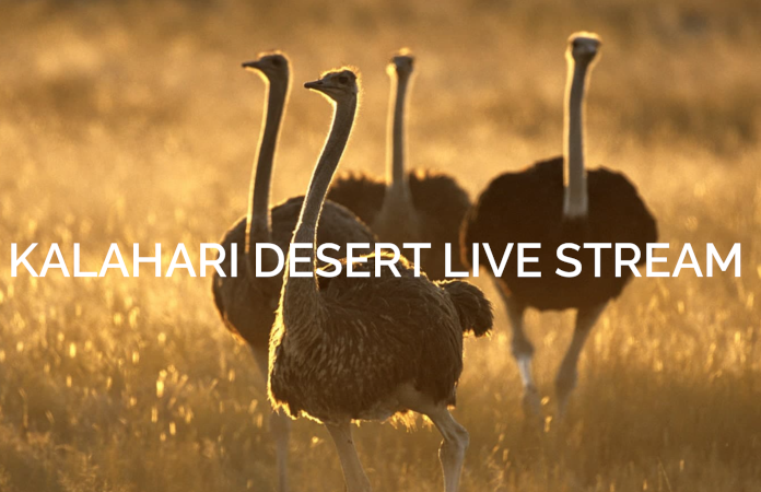 Kalahari Desert Live Stream